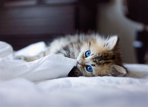 Adorable Cat Hd Wallpaper Playful Moments