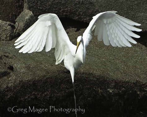 Long Step By Gregmagee Crane Wing Great White Heron Big White Bird