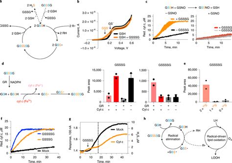 Gssh Catalyzes Gsh Dependent Radical Reduction A Proposed