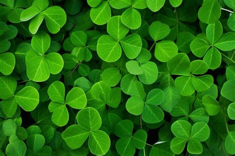 Peanut Leaves Serenity A Natureinspired Wallpaper With A Green Hue