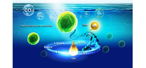 Decoding 6ma To Boost Microalgae Lipid Accumulation Mirage News
