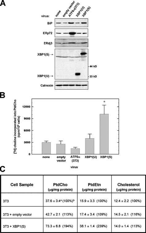 Xbp1 A Link Between The Unfolded Protein Response Lipid Biosynthesis