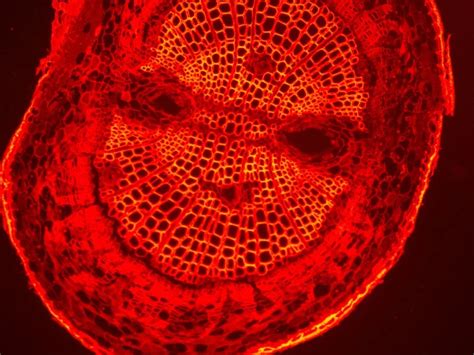 Zeiss Axio Observer A1 Inverted Fluorescence Microscope Unit 2 Av