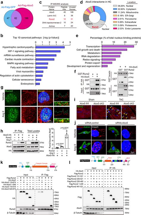 diminished arachidonate 5 lipoxygenase perturbs phase separation and