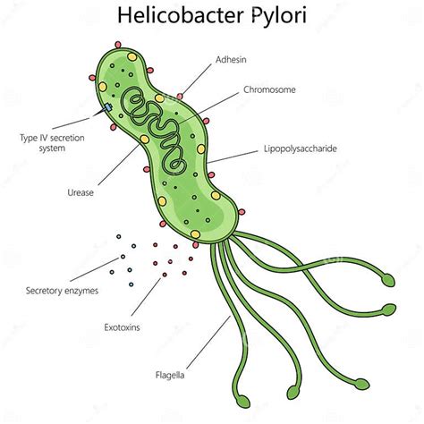 Helicobacter Pylori Diagram Medical Science Stock Vector Illustration