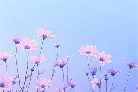 A Daisy Feild Wallpaper Flower Purple Backgrounds Free Image By