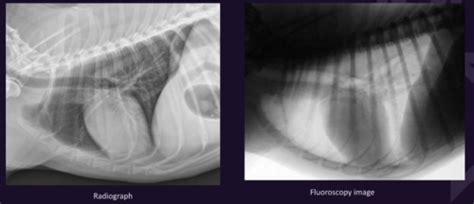 Vets3070 Fluoroscopy Ct Mri And Scintigraphy Flashcards Quizlet