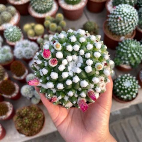 30 Types Of Mammillaria Cacti Pictorial Guide Cactus Cactus Plants