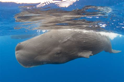 Sperm Whales Underwater