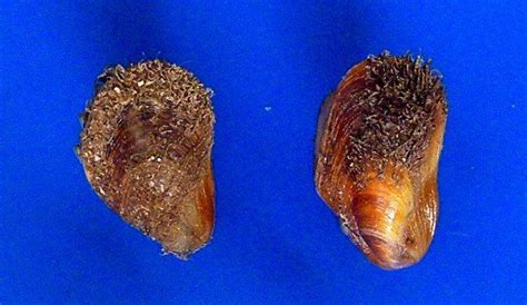 Modiolus Barbatus 3395647