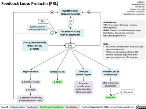 Molecular And Cellular Action Of Prolactin Pptx Endocrine And