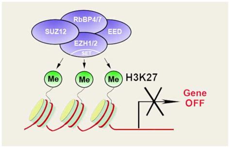 Prc2 During Vertebrate Organogenesis A Complex In Transition