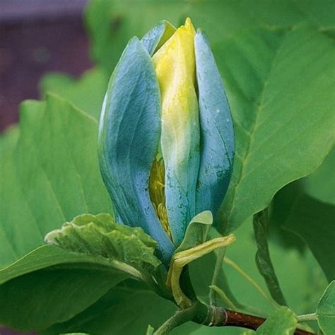 Magnolia Acuminata Blue Opal Blue Budded Tulip Tree