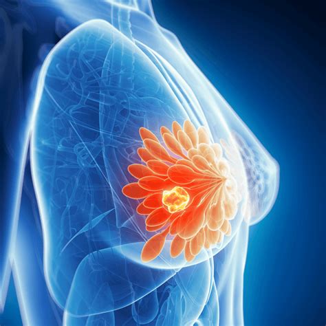 Breast Anatomy Overview Glands Ducts And Tissue Explained