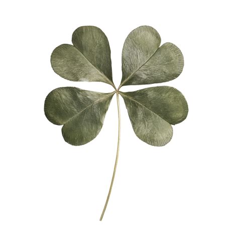 Dried Four Leaf Clover With Detailed Texture 60809283 Png