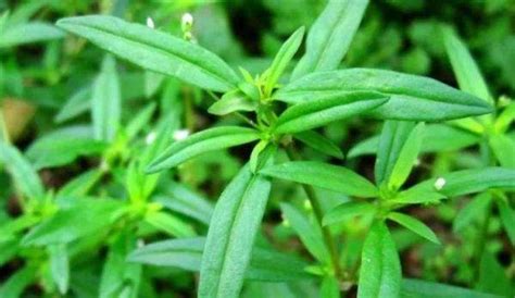 蛇牙草用途蛇牙草用途大山谷图库