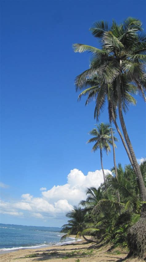 The Cockroach And The Coquí Lifetransplanet