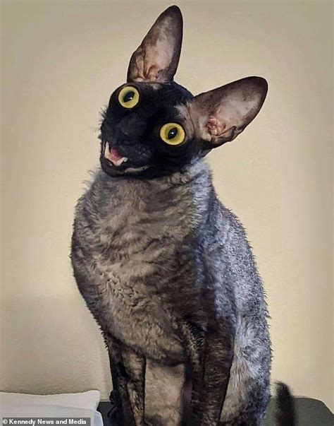 The Smartest And Dumbest Cat Breeds