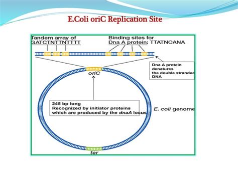 Replication In Prokaryotes Pptx
