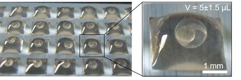 Levkin Research Group Fish Microarray A Miniaturized Platform For Single Embryo High Levkin Research Group Fish Microarray A Miniaturized Platform For Single Embryo High