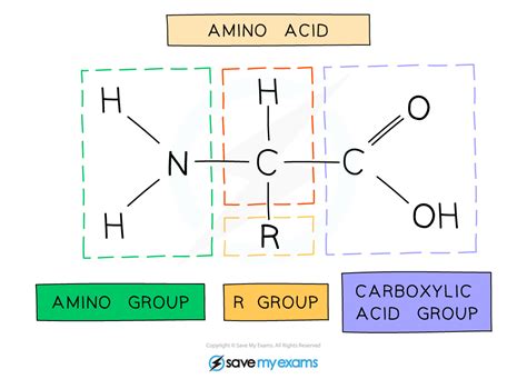 Amino Acids Proteins And Protein Structure Edexcel International As Biology Revision Notes 2018