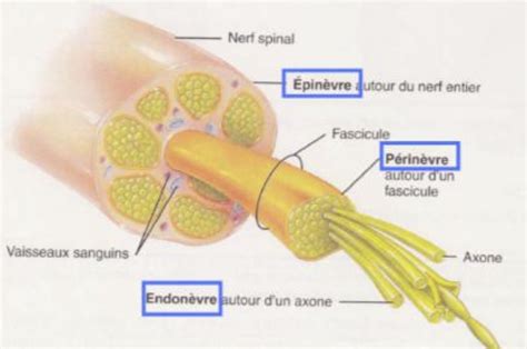 Tissu Nerveux Ue2 Histologie Tutorat Associatif Toulousain