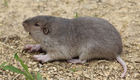 Plains Pocket Gopher A Photo On Flickriver