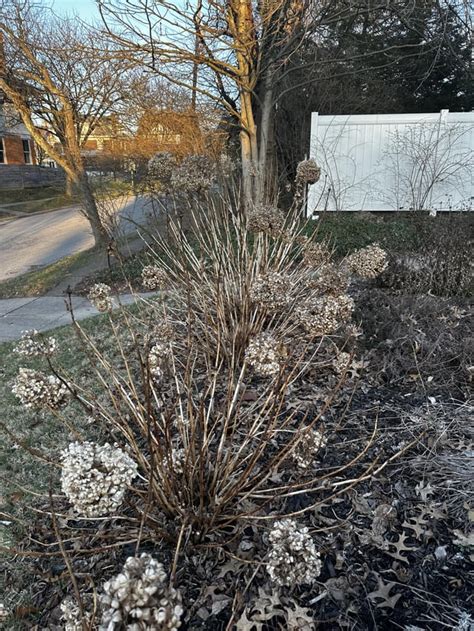 Help Me Identify This Hydrangea Type Rgardening