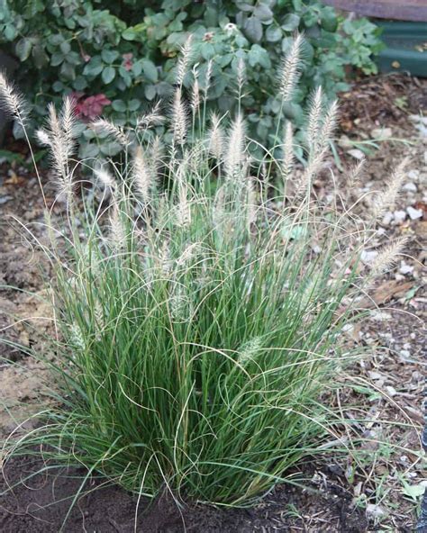 How To Grow And Care For Hameln Grass Easy Way To Garden