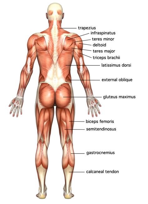 Muscle Posterior View Body Muscle Anatomy Muscle Diagram Skeletal