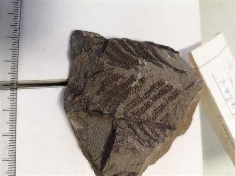 Yahooオークション 化石 シダ 恐竜時代 中生代 白亜紀 荘川村