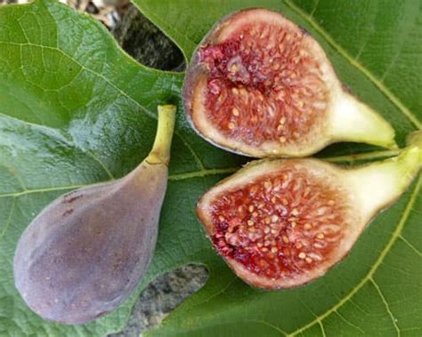 Celeste Fig Tree Leaves