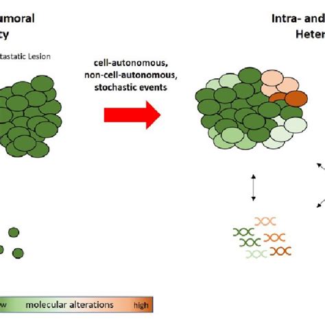 Theoretical Model Illustrating Intra And Intertumoral Heterogeneity In