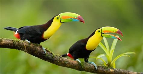 Keel Billed Toucan Eating