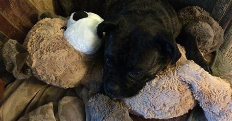 Half Pit Bull Half Pug Imgur