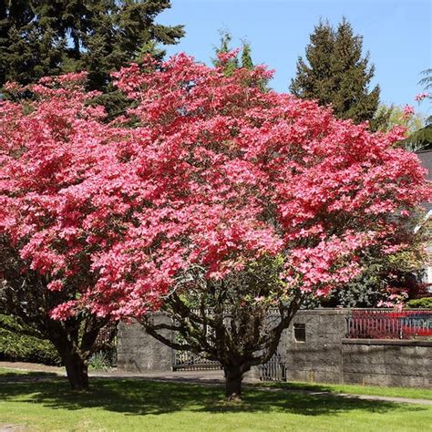 Pink Flowering Dogwood Tree