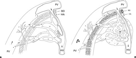 Liver Anatomy Microcirculation Of The Liver Pmc