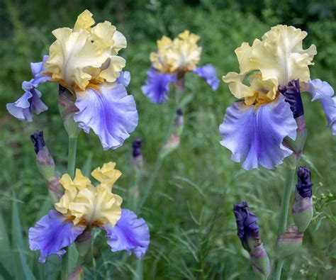 Best Bearded Iris Varieties 12 Stunning Types To Try Homes And Gardens