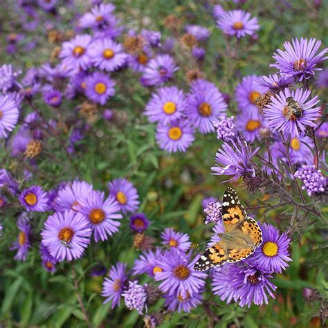 Purple Aster Flower China Aster Tower Violet The Diggers Club