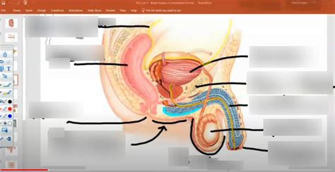 Male Reproductive Diagram 1 Diagram Quizlet Male Reproductive Diagram 1 Diagram Quizlet