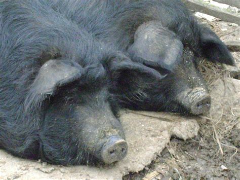 Fotografias De Animais Porco Doméstico