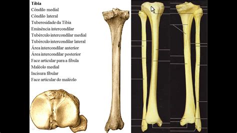Ossos Da Tibia