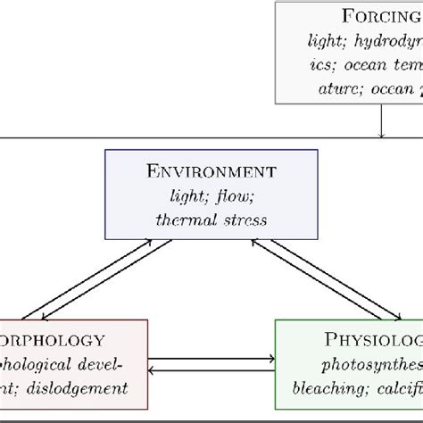 Design Of The Biophysical Model The Biophysical Processes Are Download Scientific Diagram