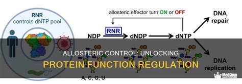 Allosteric Control Unlocking Protein Function Regulation Medshun
