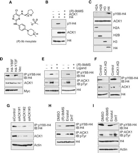 Ack1 Tnk2 Regulates Histone H4 Tyr88 Phosphorylation And Ar Gene