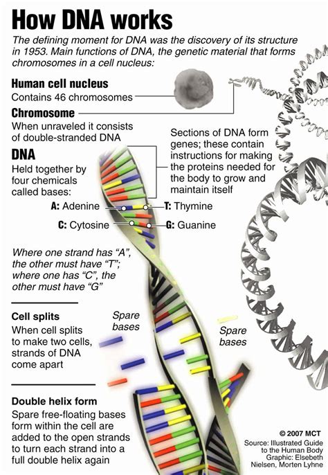 Dna Base Pairing Worksheet Answers Proworksheet