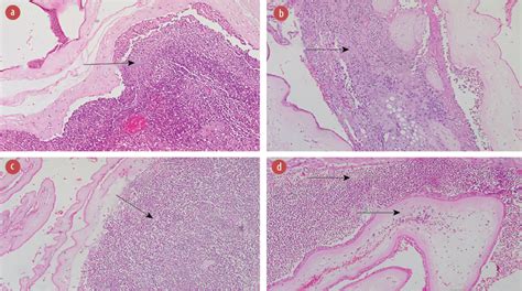 Oman Medical Journal Archive