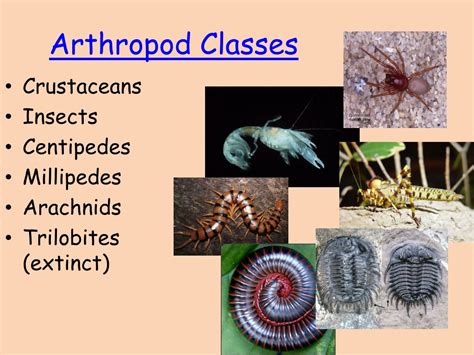Ppt Phylum Arthropoda Textbook Pgs 335 342 Powerpoint Presentation