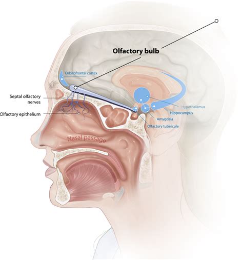 Olfactory System Guide Sensory Dysfunction Explained