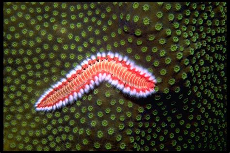 Scale Worm By Chuck Savall Zoology Invertebrate Natural History
